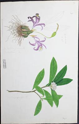 Exhibition | Nepal Natural History Drawings, 1802–03 | Enfilade